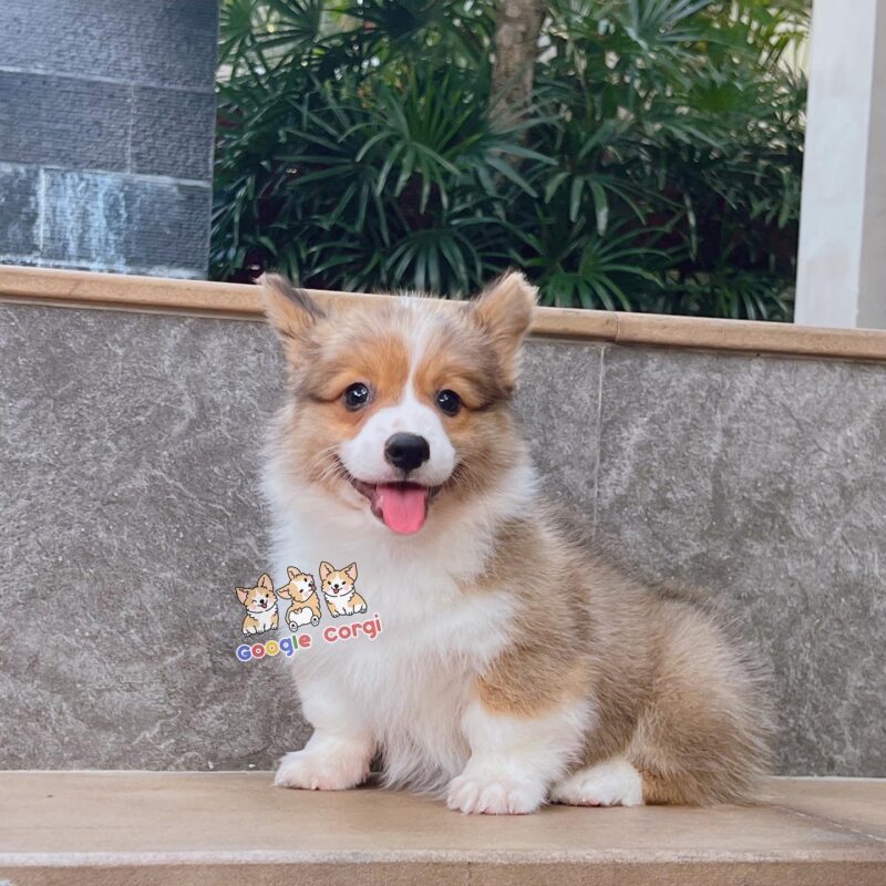 คอร์กี้ เด็กชาย ขนยาว Pembroke Welsh Corgi Fluffy - ฟาร์มคอร์กี้ ฟาร์ม ...