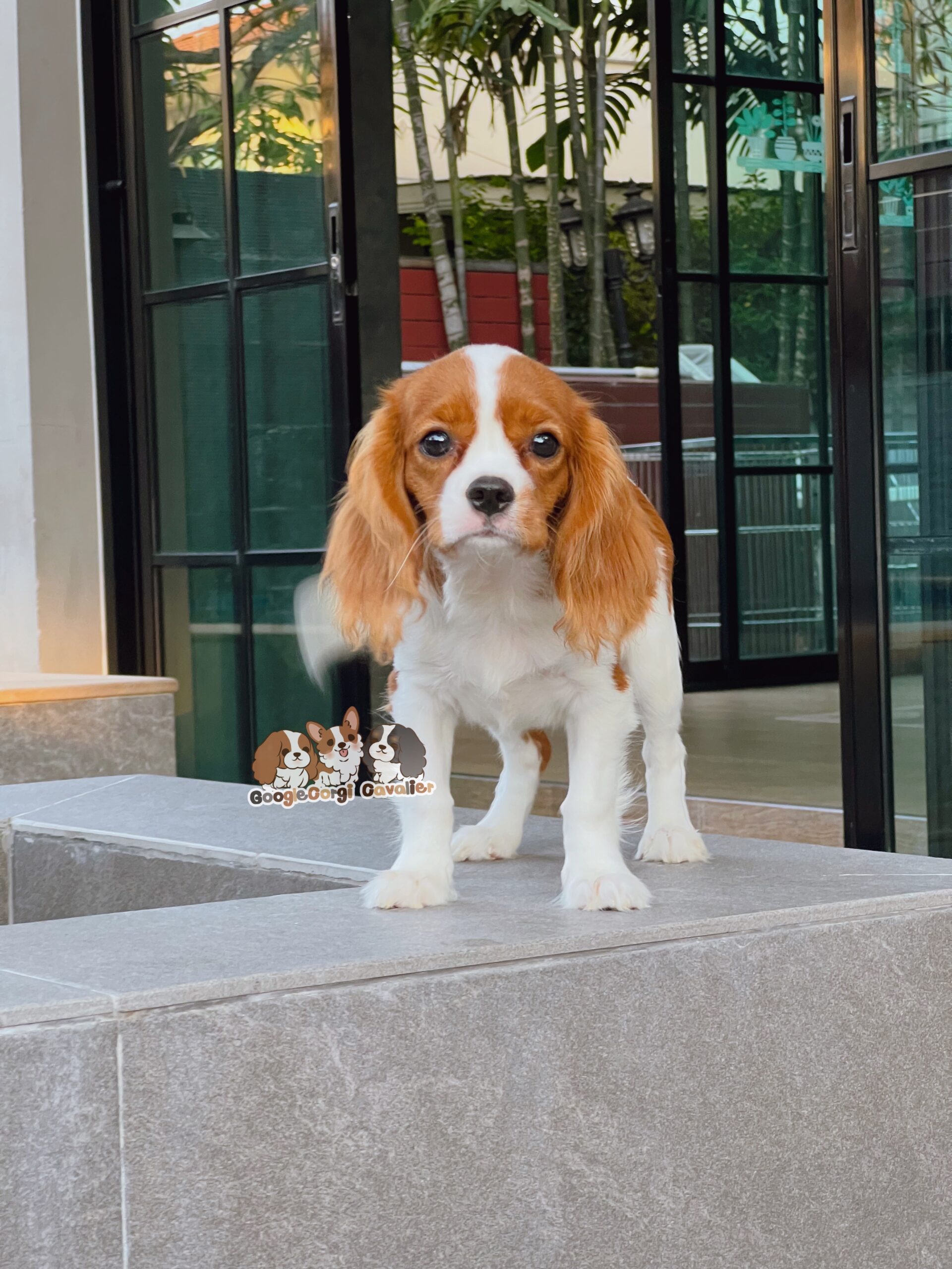 Cavalier King Charles Spaniel ลูกสุนัข คาวาเลียร์ เพศเมีย - ฟาร์มคอร ...