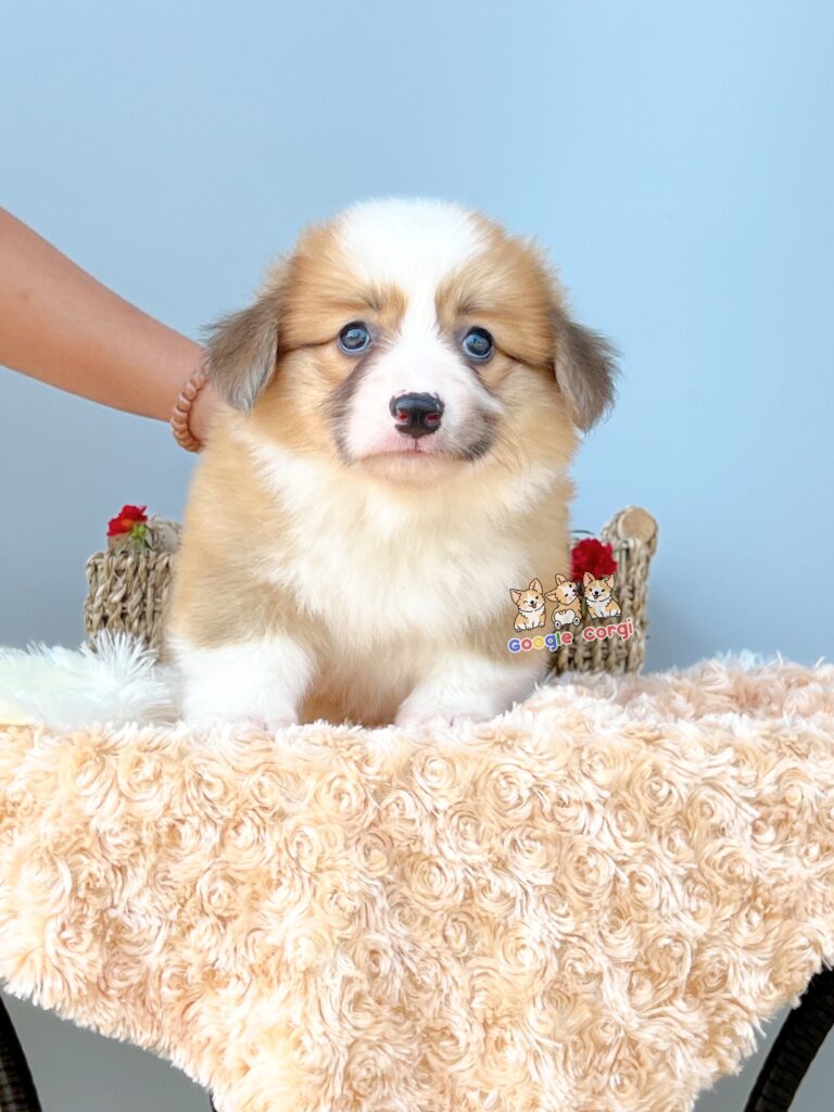 เด็กหญิง คอร์กี้ ขนยาว Pembroke Welsh Corgi Fluffy - ฟาร์มคอร์กี้ ฟาร์ม ...