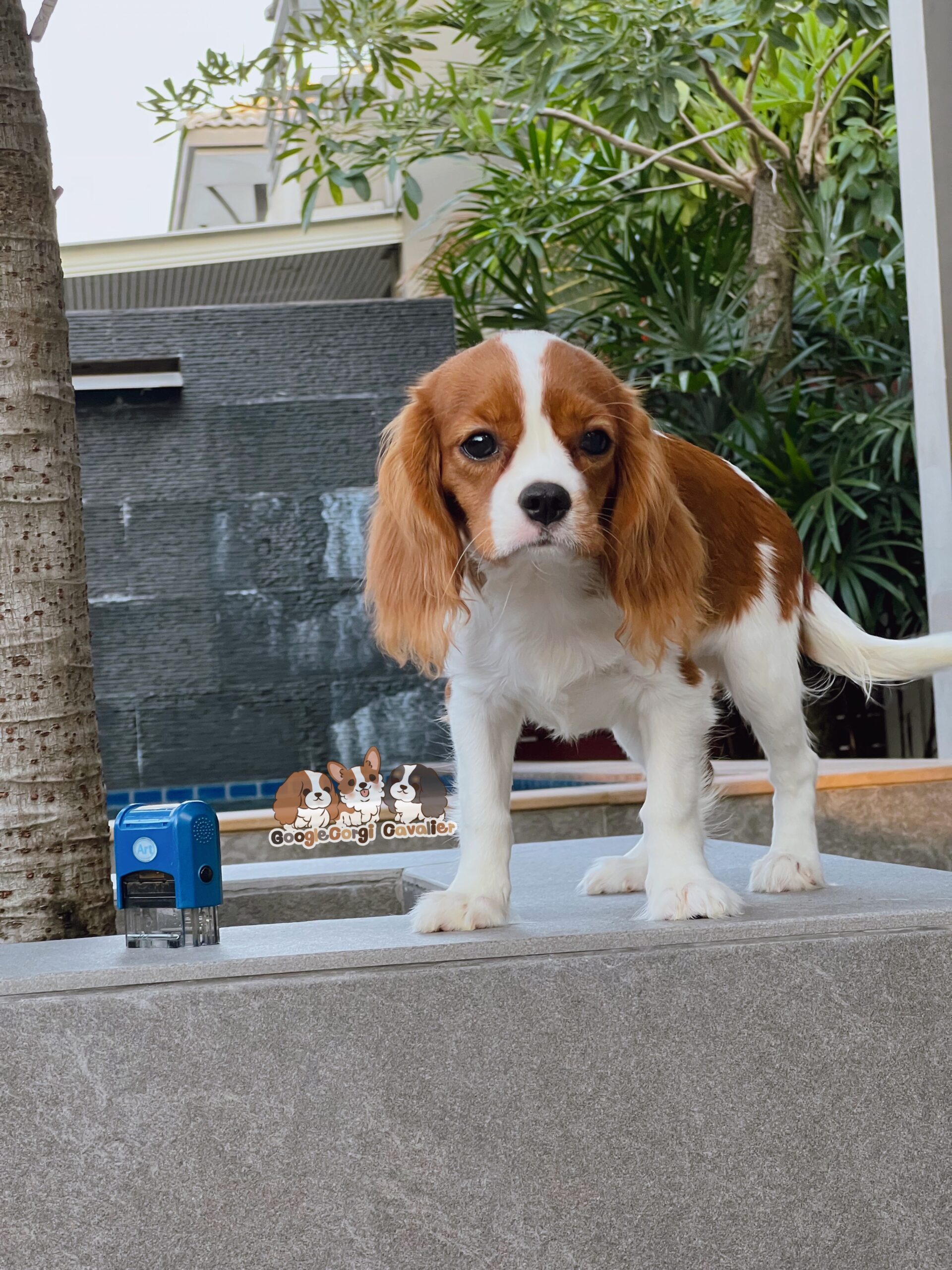 Cavalier King Charles Spaniel ลูกสุนัข คาวาเลียร์ เพศเมีย - ฟาร์มคอร ...