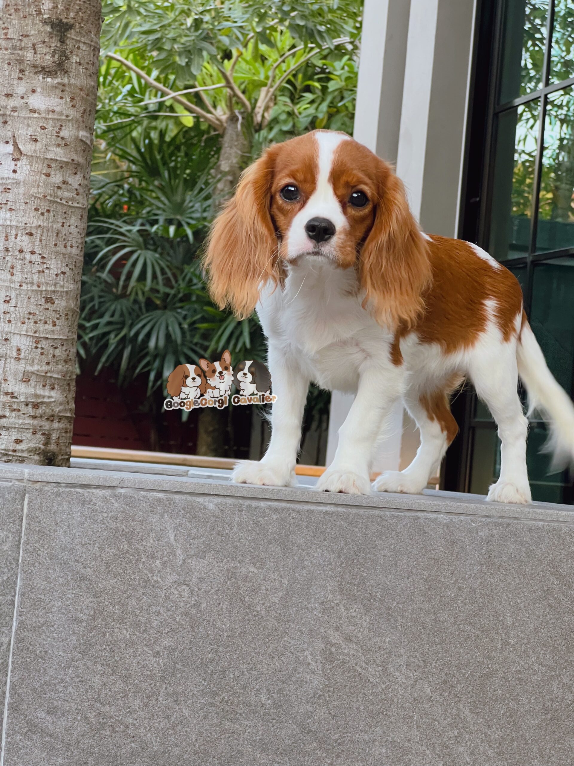 Cavalier King Charles Spaniel ลูกสุนัข คาวาเลียร์ เพศเมีย - ฟาร์มคอร ...