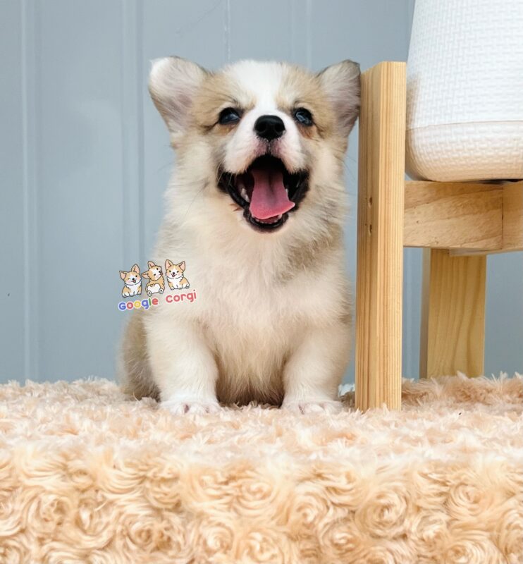 ลูกสุนัข คอร์กี้ เพศผู้ Red-White color Male Corgi - ฟาร์มคอร์กี้ ฟาร์มคาวาเลียร์ Google Corgi ...