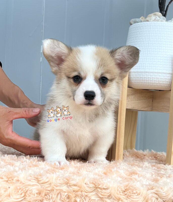 ลูกสุนัข คอร์กี้ เพศผู้ Red-White color Male Corgi - ฟาร์มคอร์กี้ ฟาร์มคาวาเลียร์ Google Corgi ...
