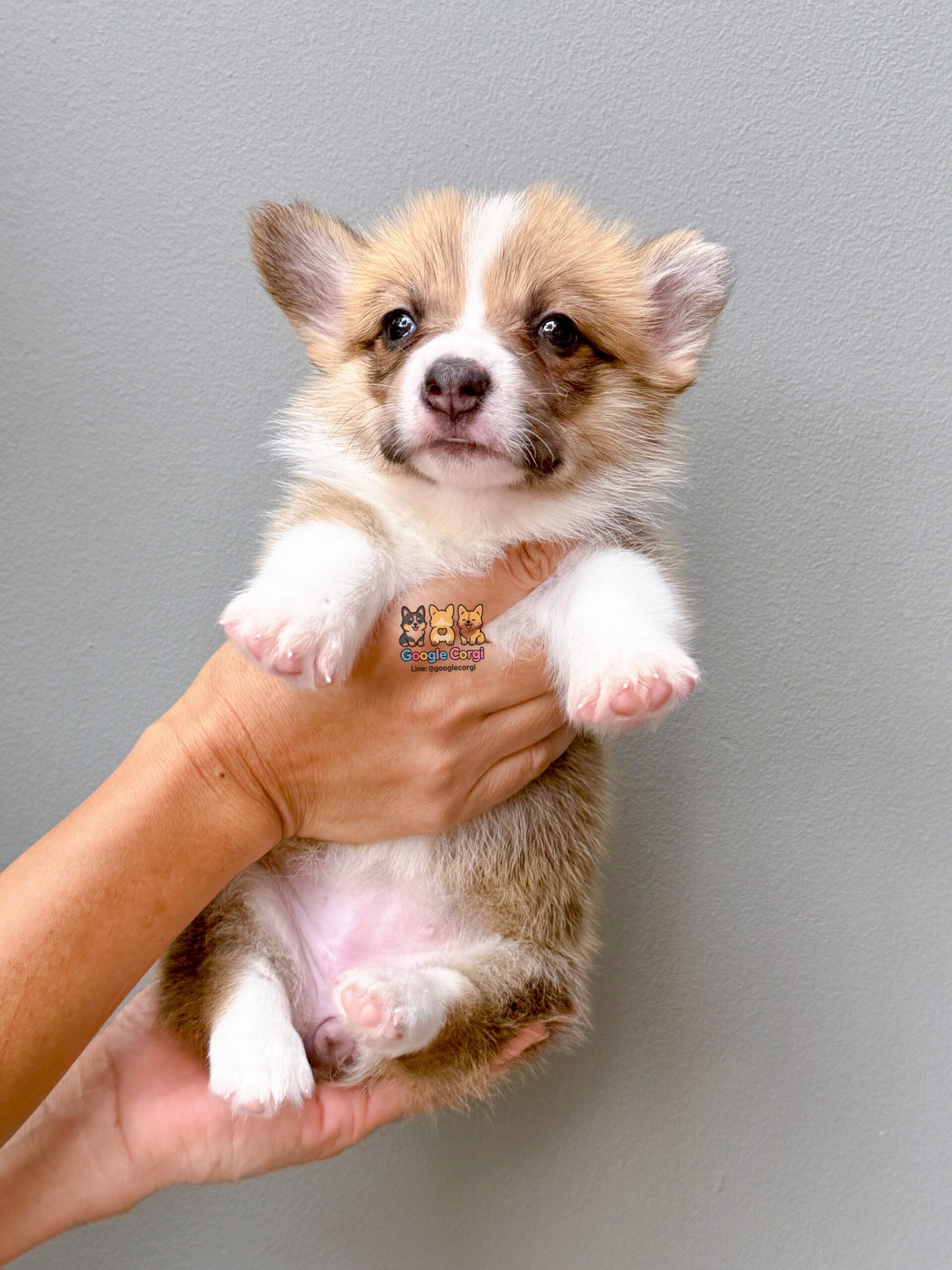 เด็กหญิง คอร์กี้ Pembroke Welsh Corgi ทรวดทรวงดี หน้าตาดี มาร์คกิ้งสวย ...