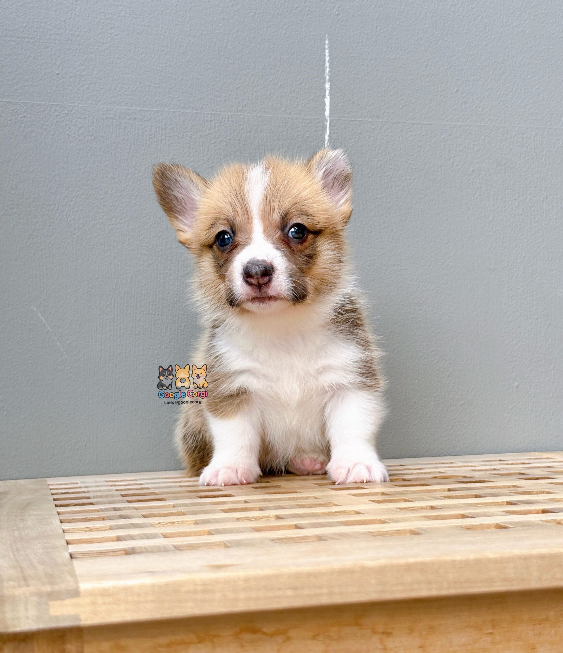 เด็กหญิง คอร์กี้ Pembroke Welsh Corgi ทรวดทรวงดี หน้าตาดี มาร์คกิ้งสวย ...